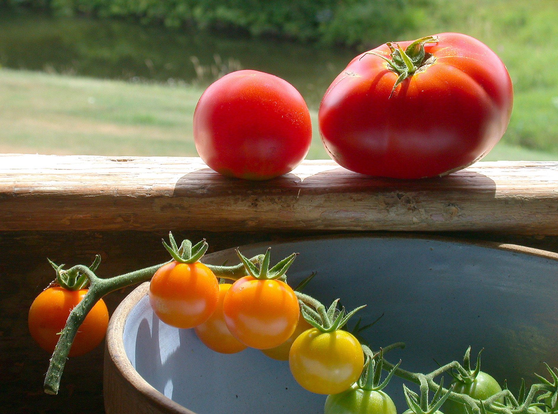 Solve Tomatoes jigsaw puzzle online with 70 pieces