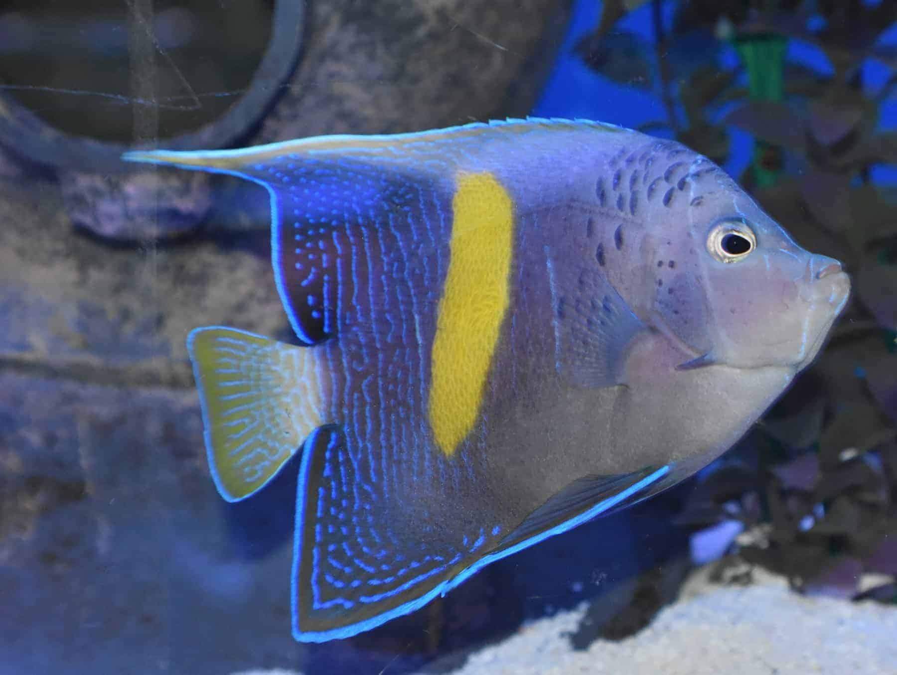 Solve Maculosus-Angelfish - jigsaw puzzle online with 165 pieces