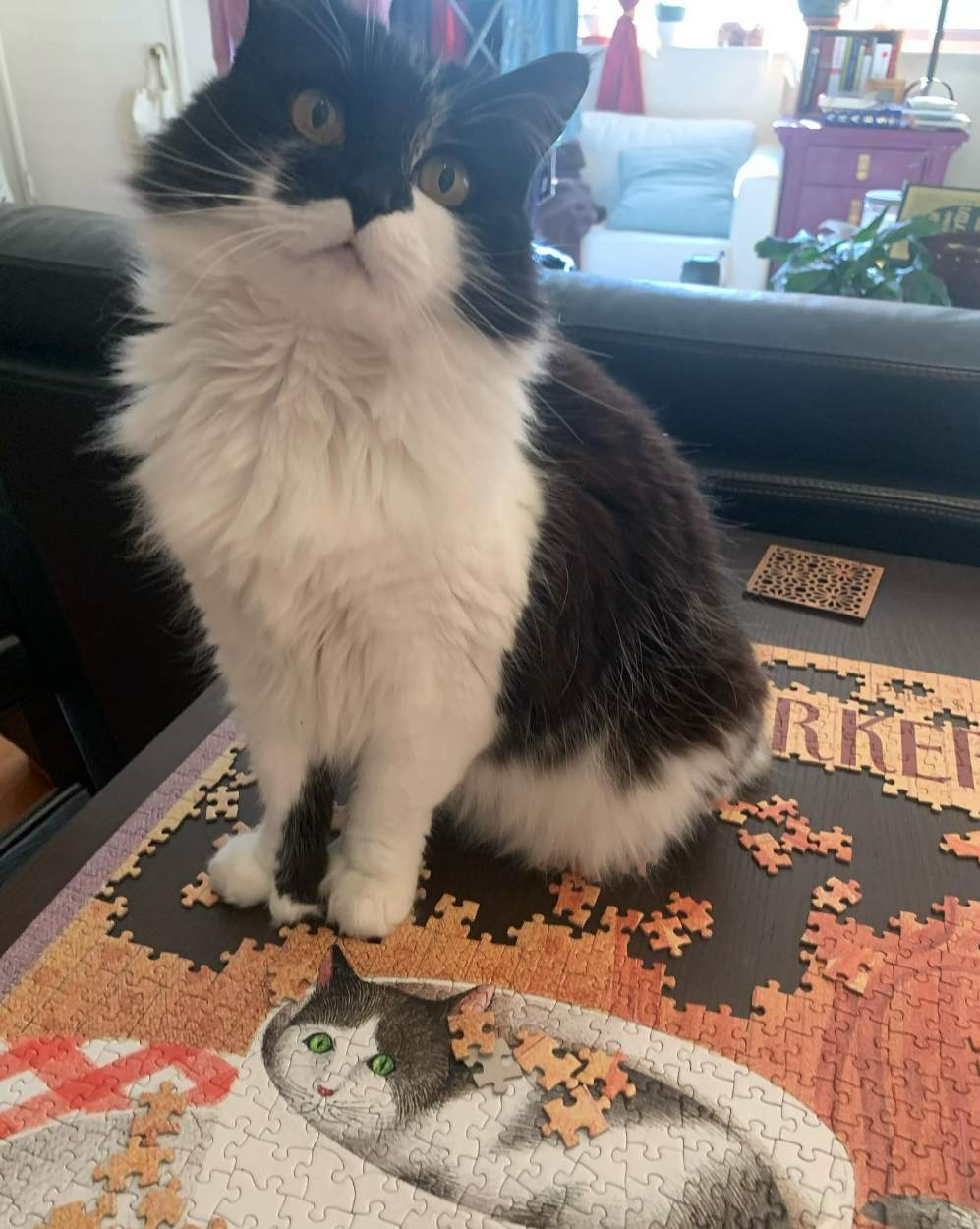 Solve Puzzle cat sitting on puzzled cat jigsaw puzzle online with 80 pieces