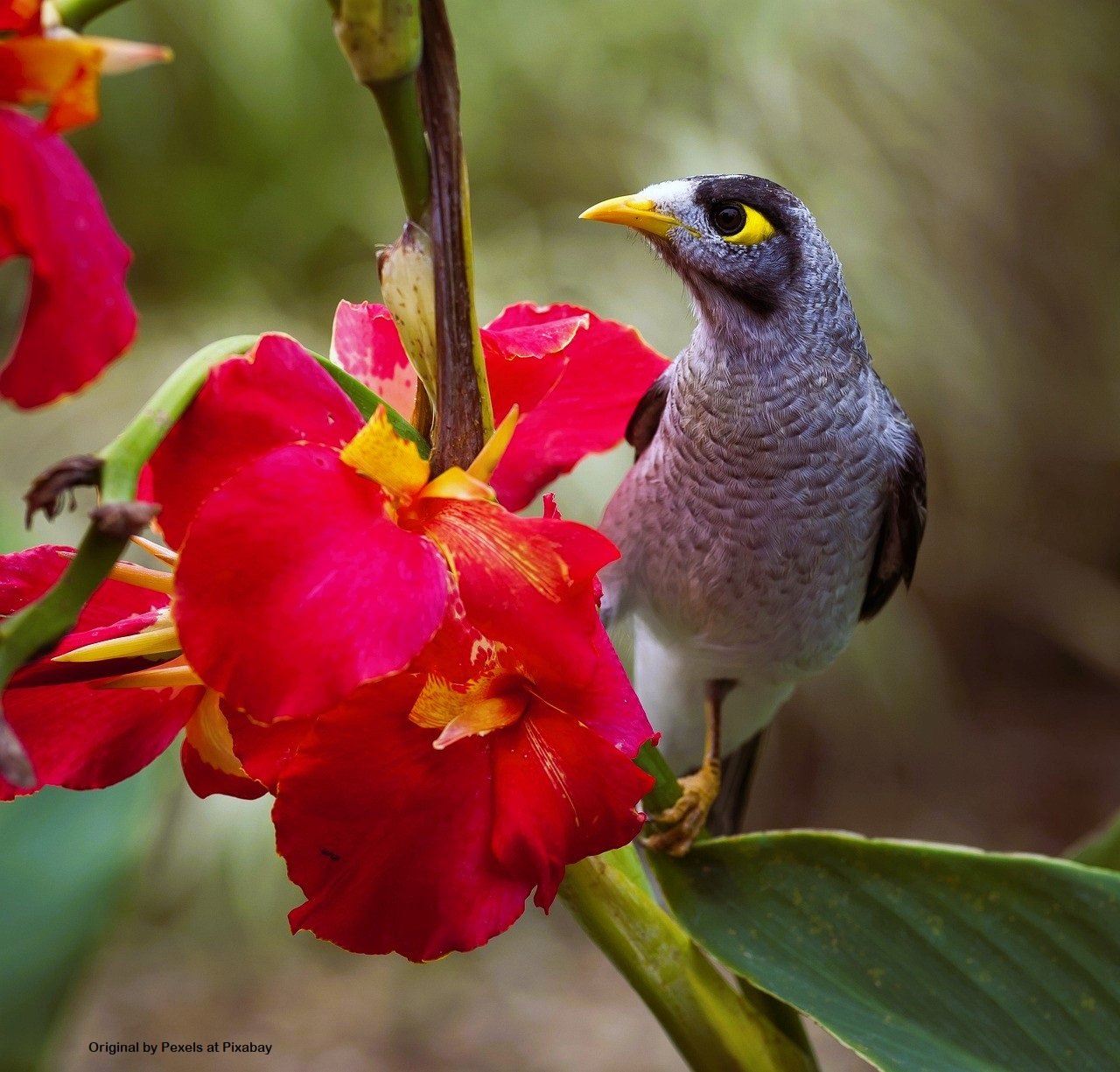 Solve Noisy miner bird 🌺 jigsaw puzzle online with 64 pieces