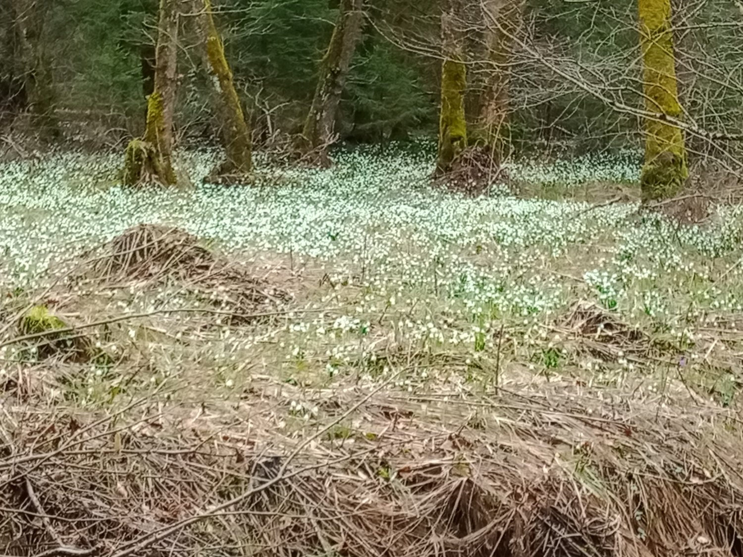 Solve Spring snowflakes - Kronice jigsaw puzzle online with 12 pieces