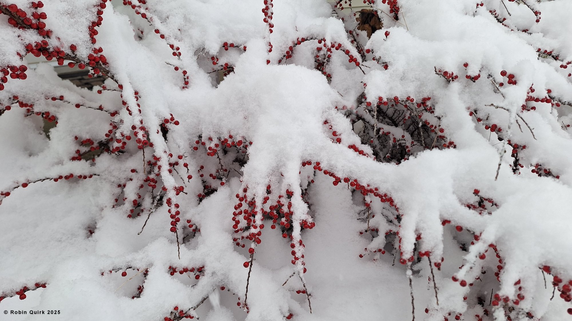 Solve SNOW!!! jigsaw puzzle online with 84 pieces