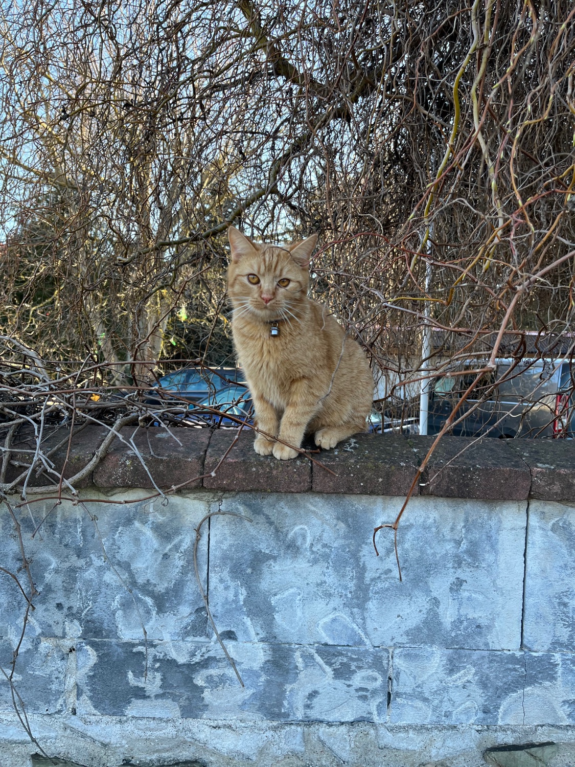 Solve cat jigsaw puzzle online with 63 pieces