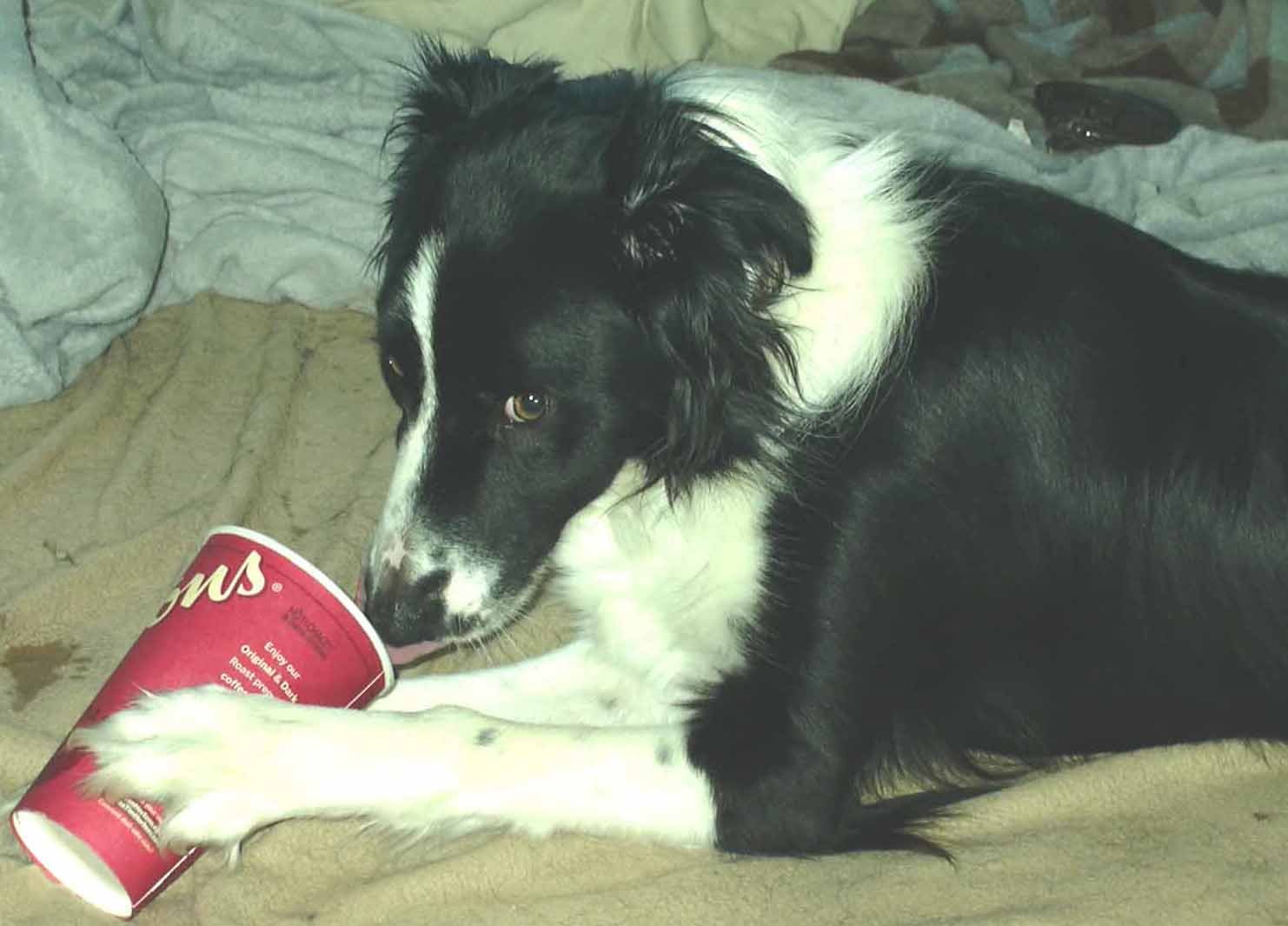 Solve Daisy and her Tim Horton coffee copy jigsaw puzzle online with ...
