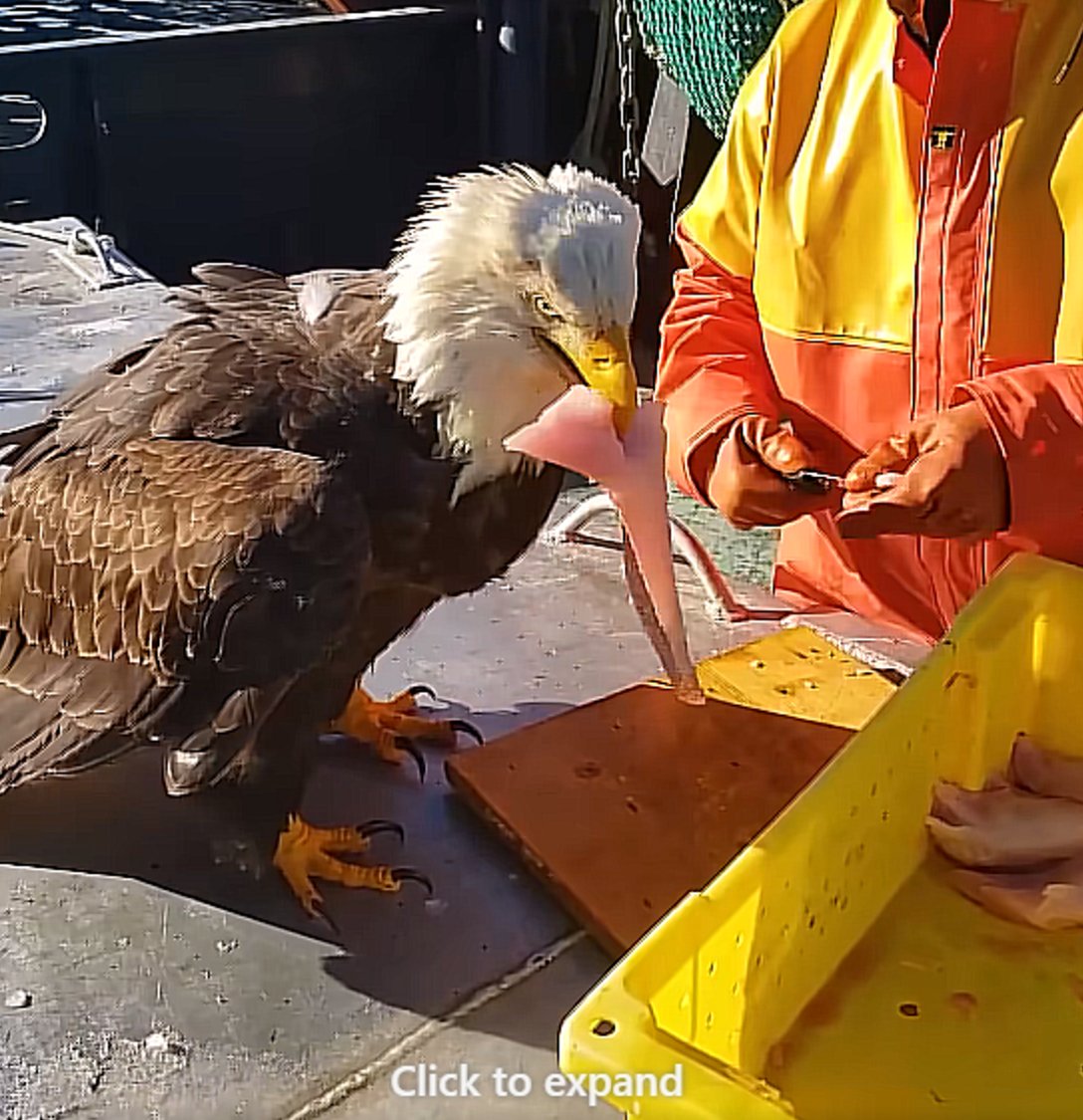 Solve Eagles get together and steal fish from the fisherman jigsaw ...