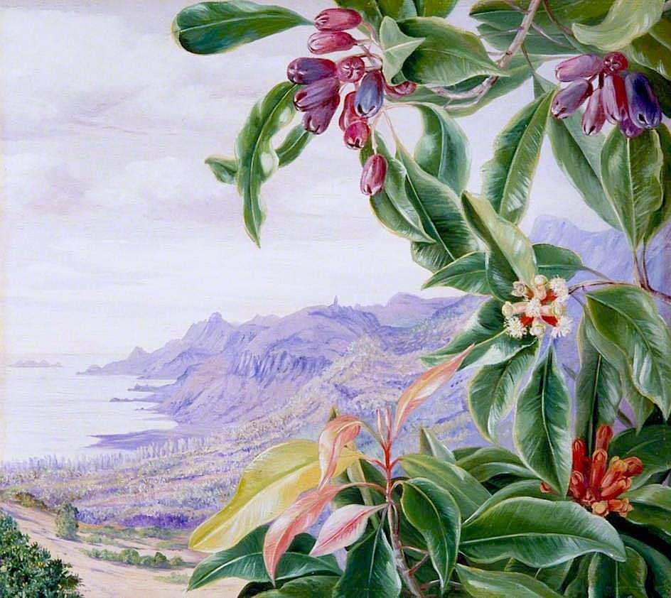 Jigsaw Puzzle | Marianne North—The Clove in Fruit and View over Mahé ...