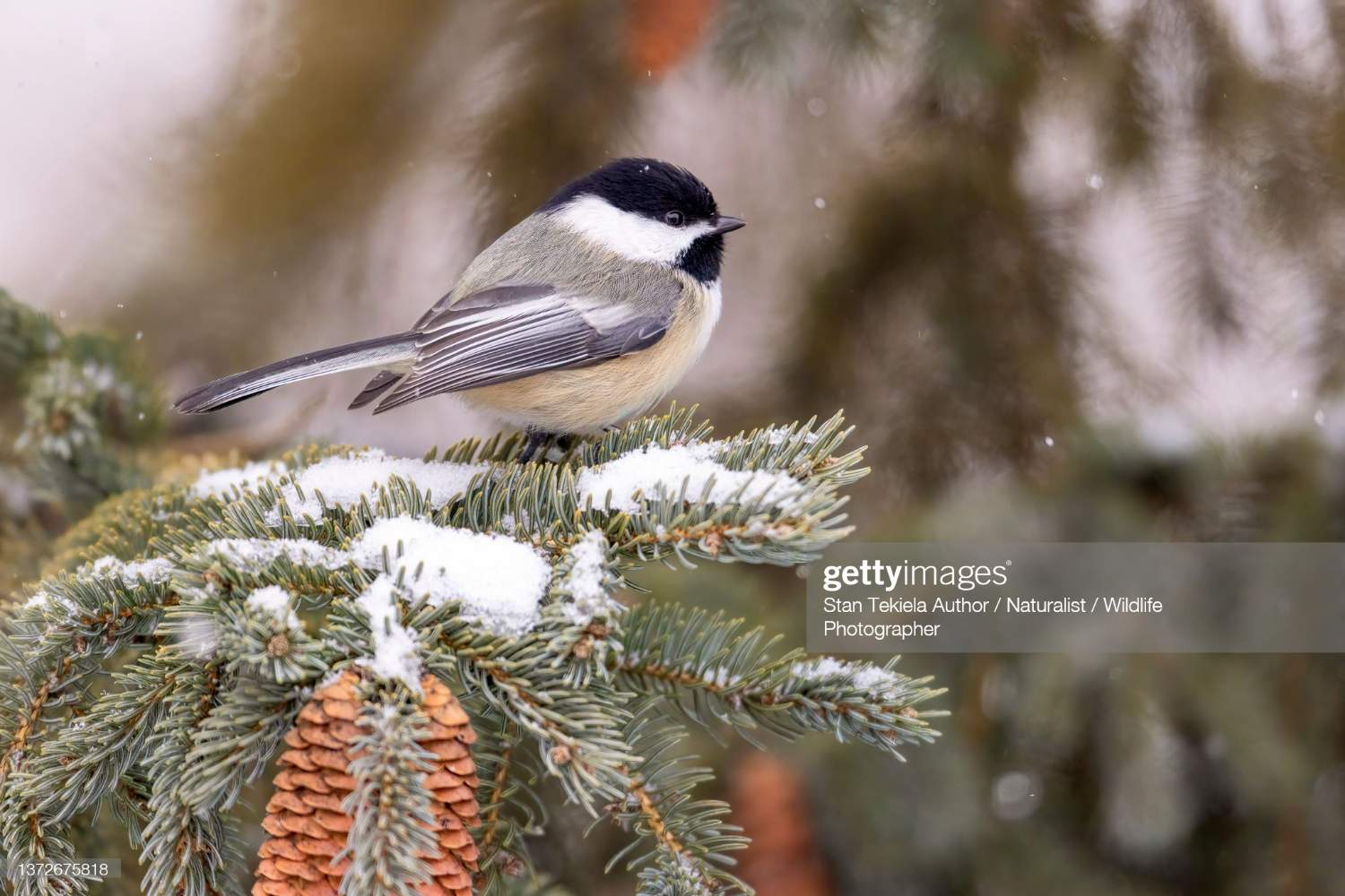 Solve chickadee in winter jigsaw puzzle online with 96 pieces