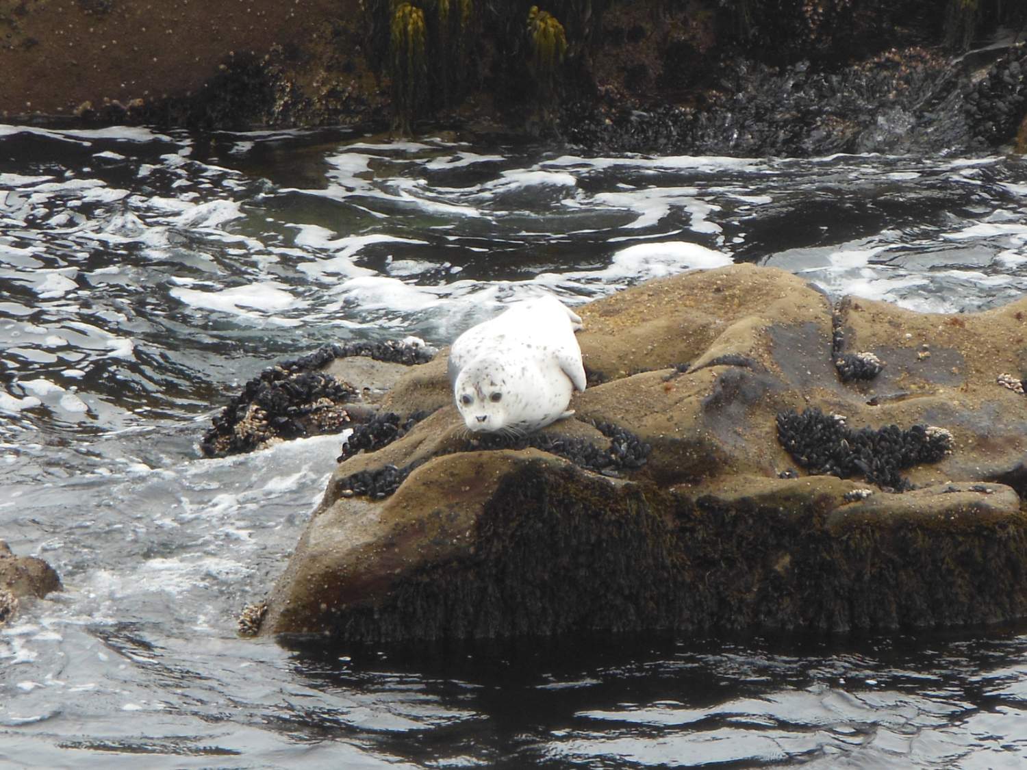 Solve seal on a rock jigsaw puzzle online with 48 pieces