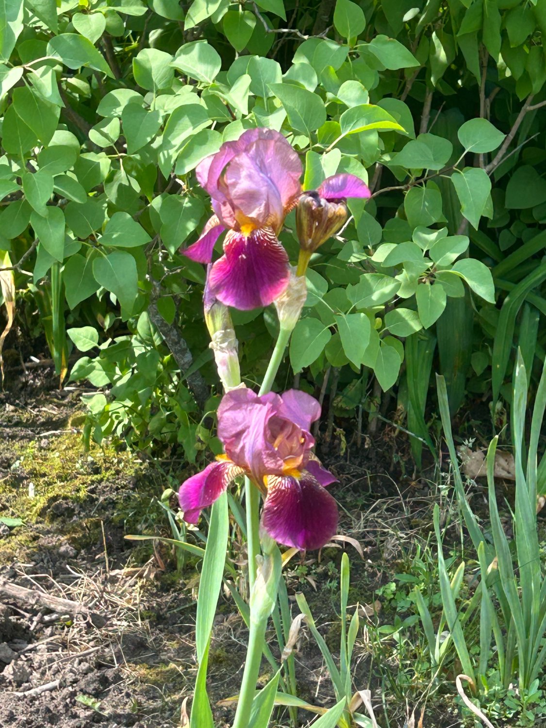 Solve IMG_5617 jigsaw puzzle online with 88 pieces