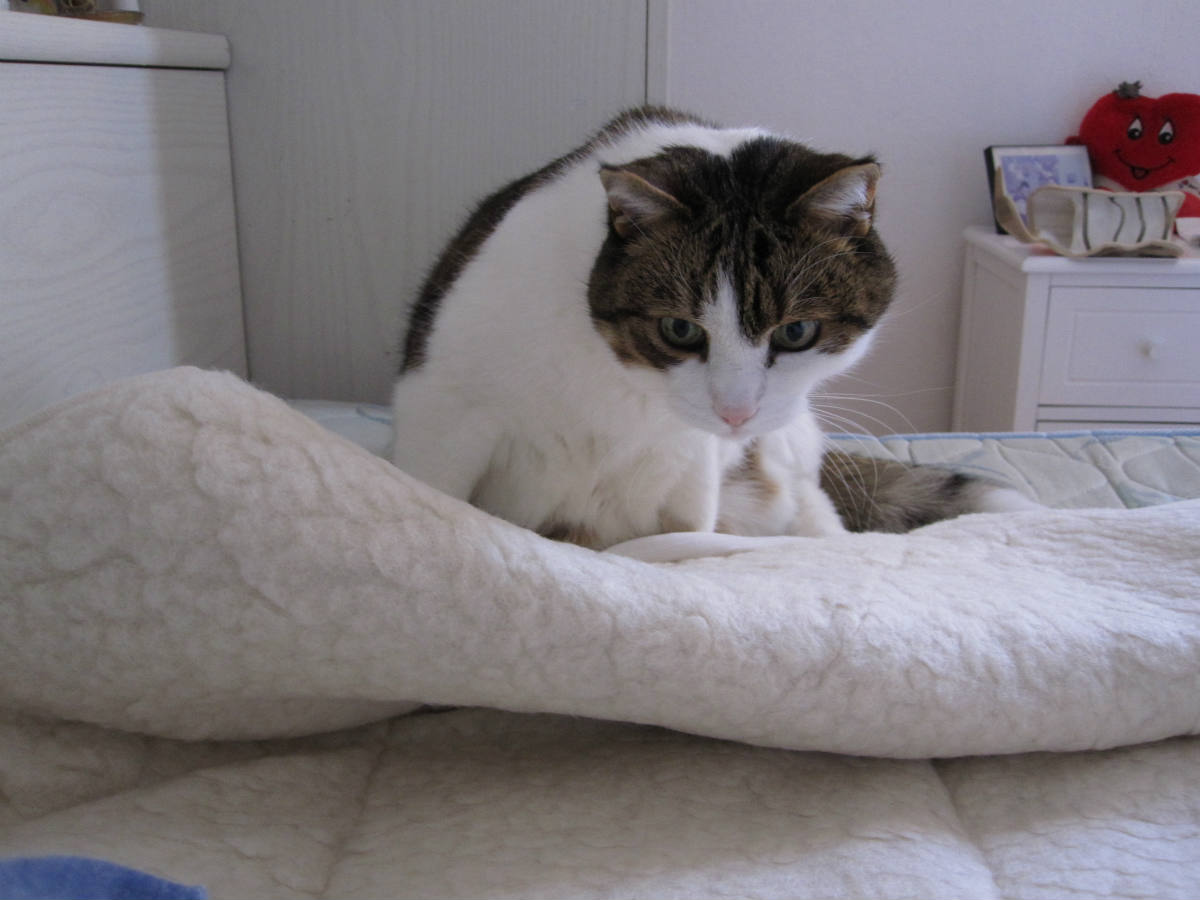 Solve Goofie: To me changing the bed is fun:)) jigsaw puzzle online ...