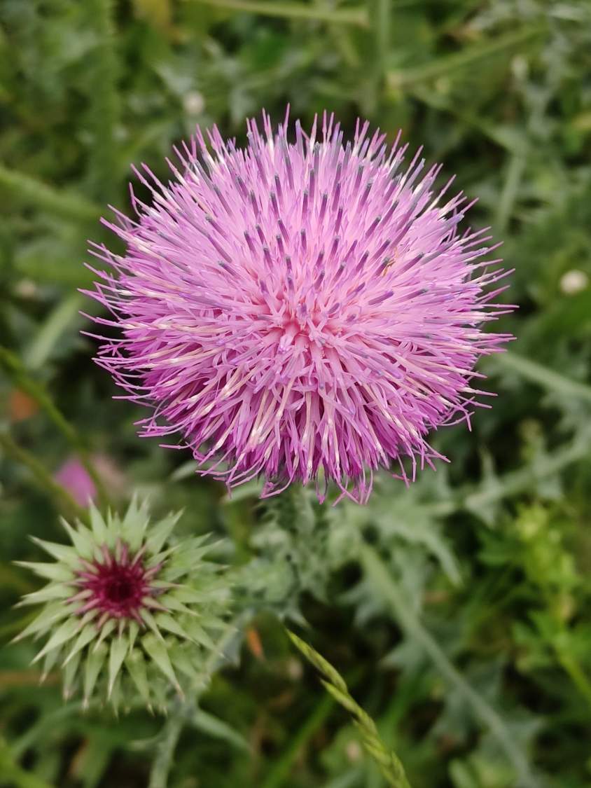 Solve Devedikeni jigsaw puzzle online with 48 pieces