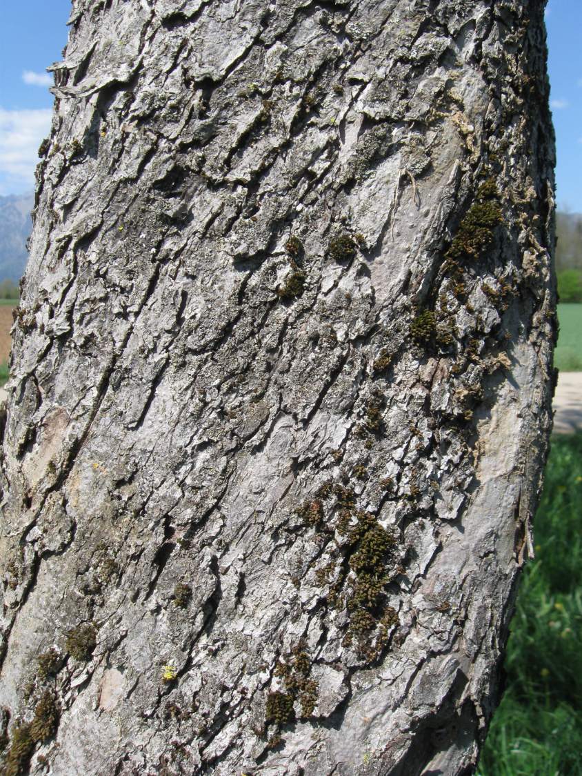 Solve Old apple tree bark jigsaw puzzle online with 63 pieces