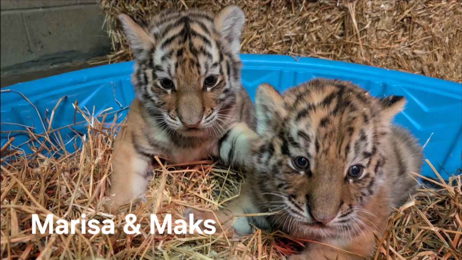 Solve Twin Tiger Cubs, first cubs born in over 40 years jigsaw puzzle ...
