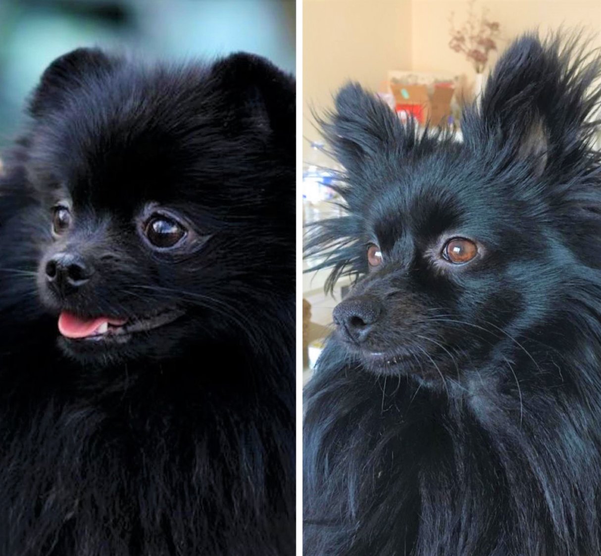 Solve The black Pomeranian (left) is a member of the Spitz family, like ...