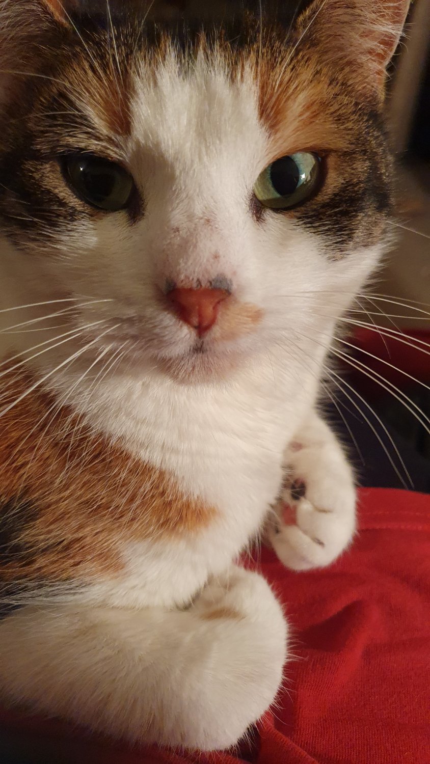 Solve Freya jigsaw puzzle online with 91 pieces