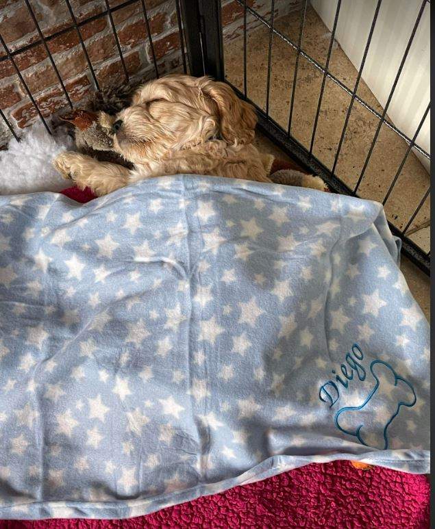 Solve Diego having a snooze before his 1st injections today jigsaw ...