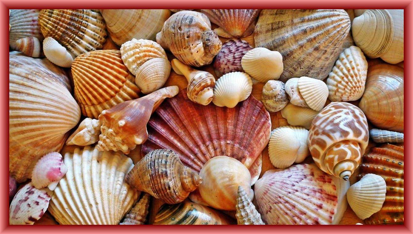 Solve Sea shells at the sea shore! jigsaw puzzle online with 66 pieces