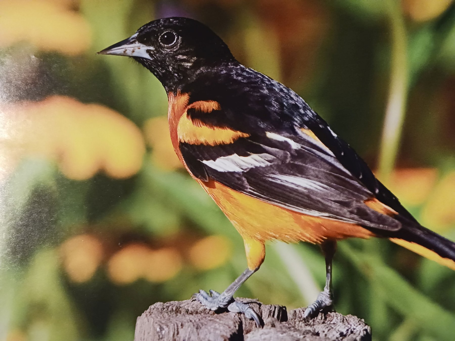 Solve Baltimore Oriole jigsaw puzzle online with 63 pieces