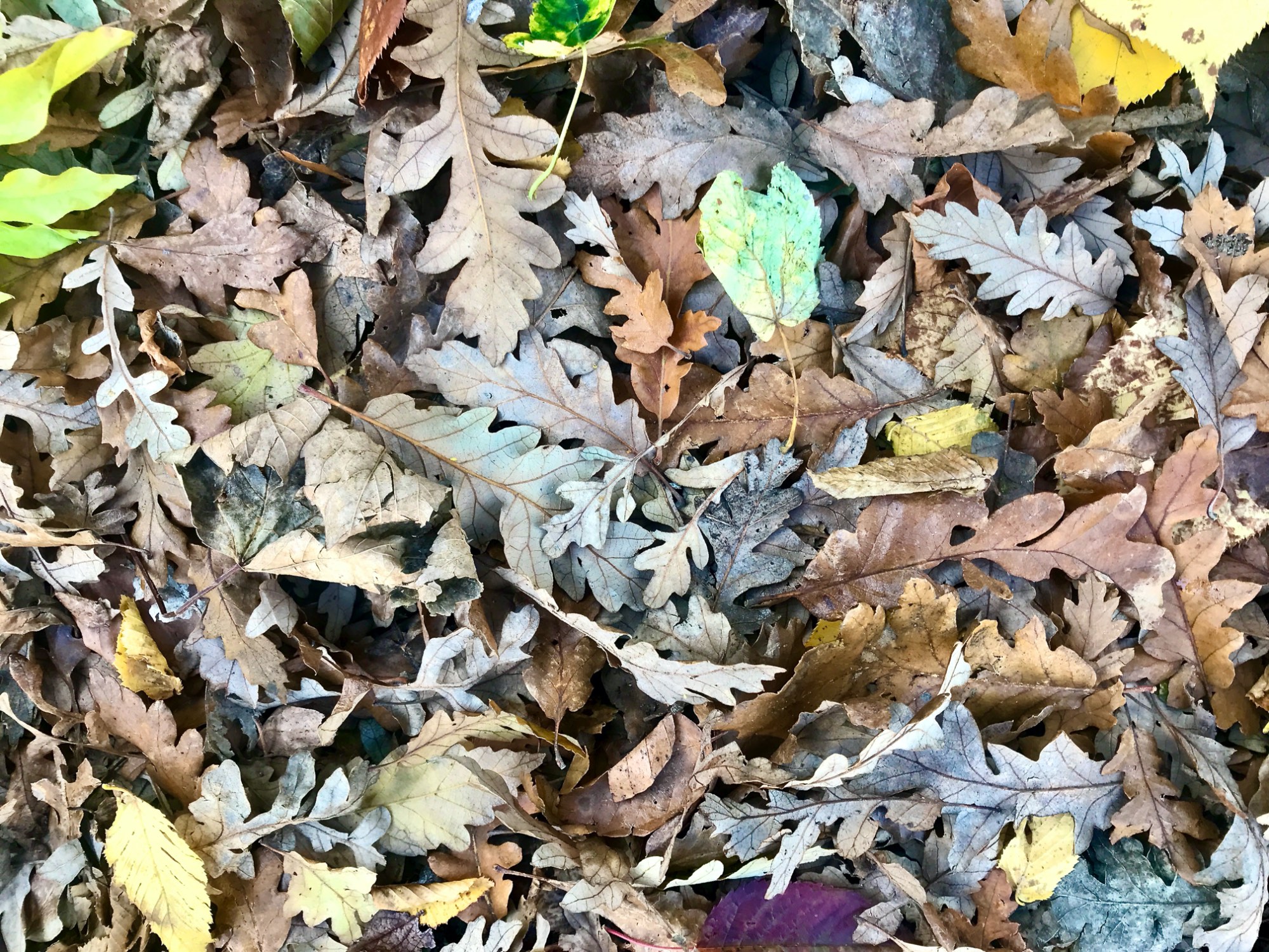 Solve Autumn Leaf Challenge jigsaw puzzle online with 99 pieces