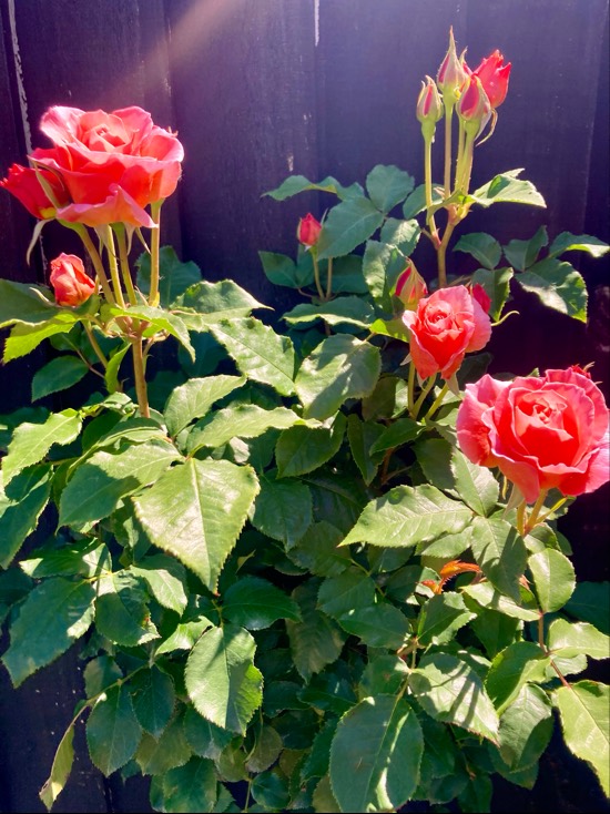 Solve Burst into life jigsaw puzzle online with 12 pieces