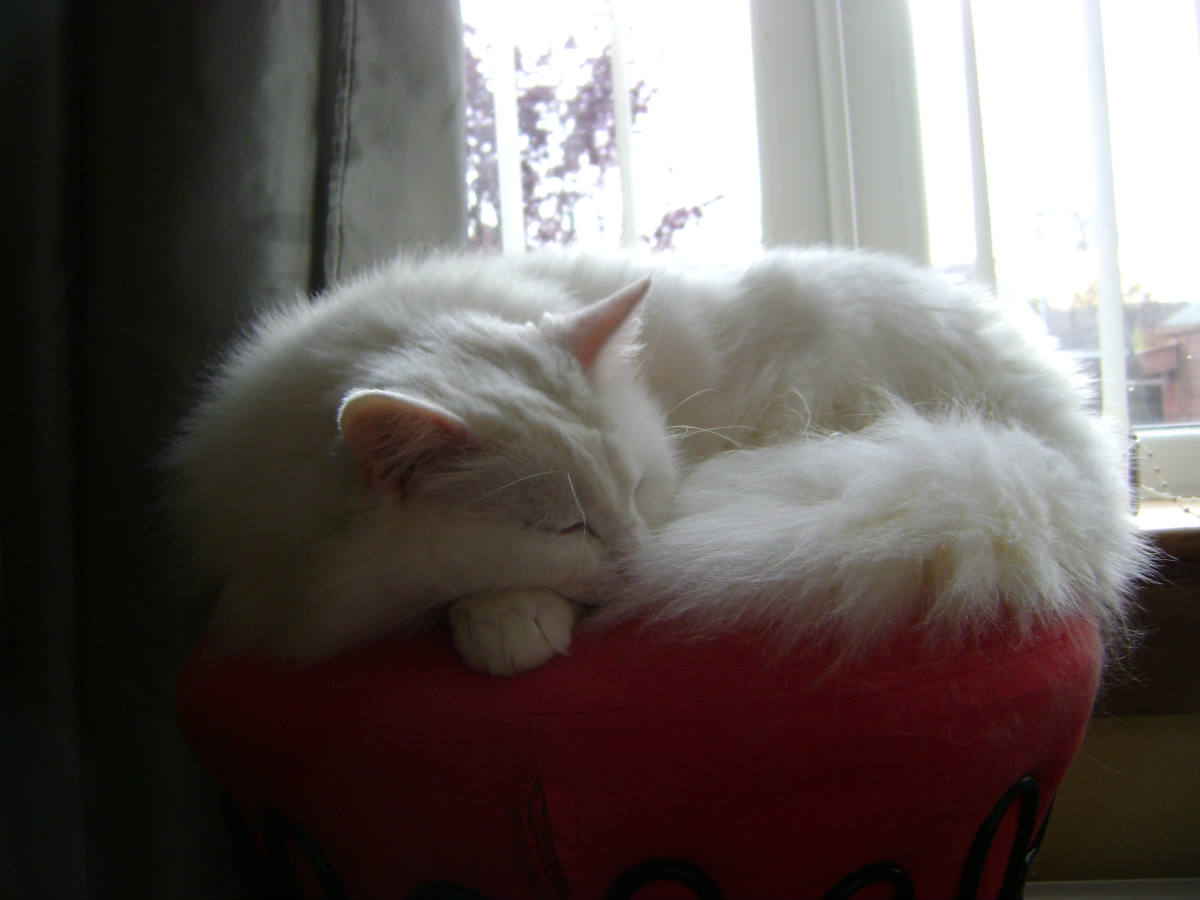 Solve Freya - it's a hard life but someone has to live it... jigsaw ...