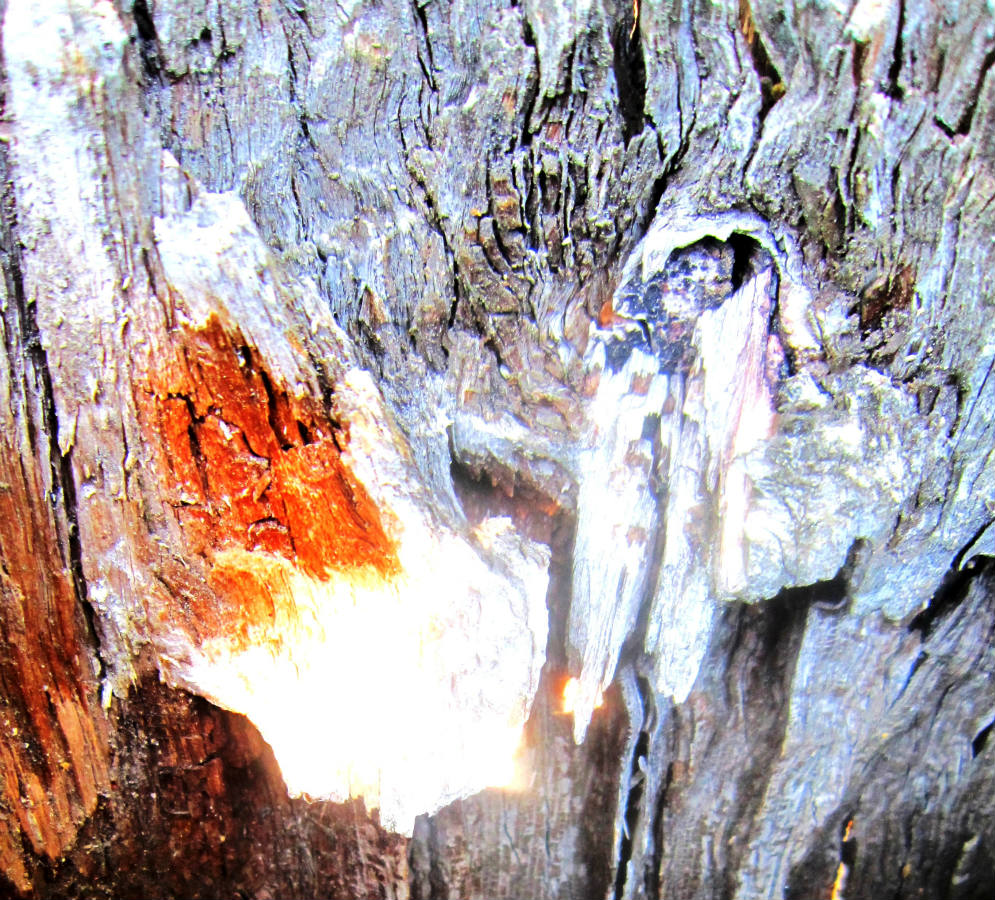 Solve Inside the tree stump at sunset jigsaw puzzle online with 72 pieces