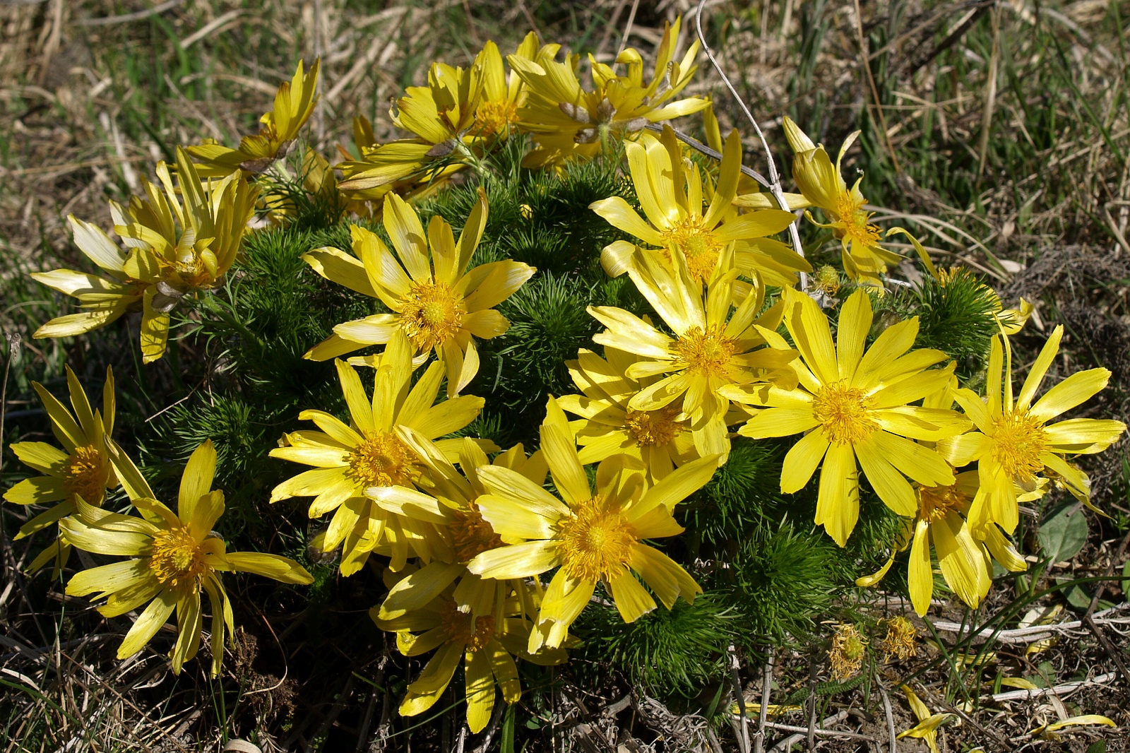 Solve hlaváček jarní (Adonis vernalis) - medium jigsaw puzzle online with 187 pieces