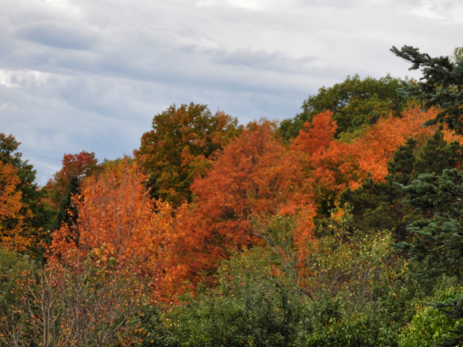 Jigsaw Puzzle | Fall colors | 20 pieces | Jigidi