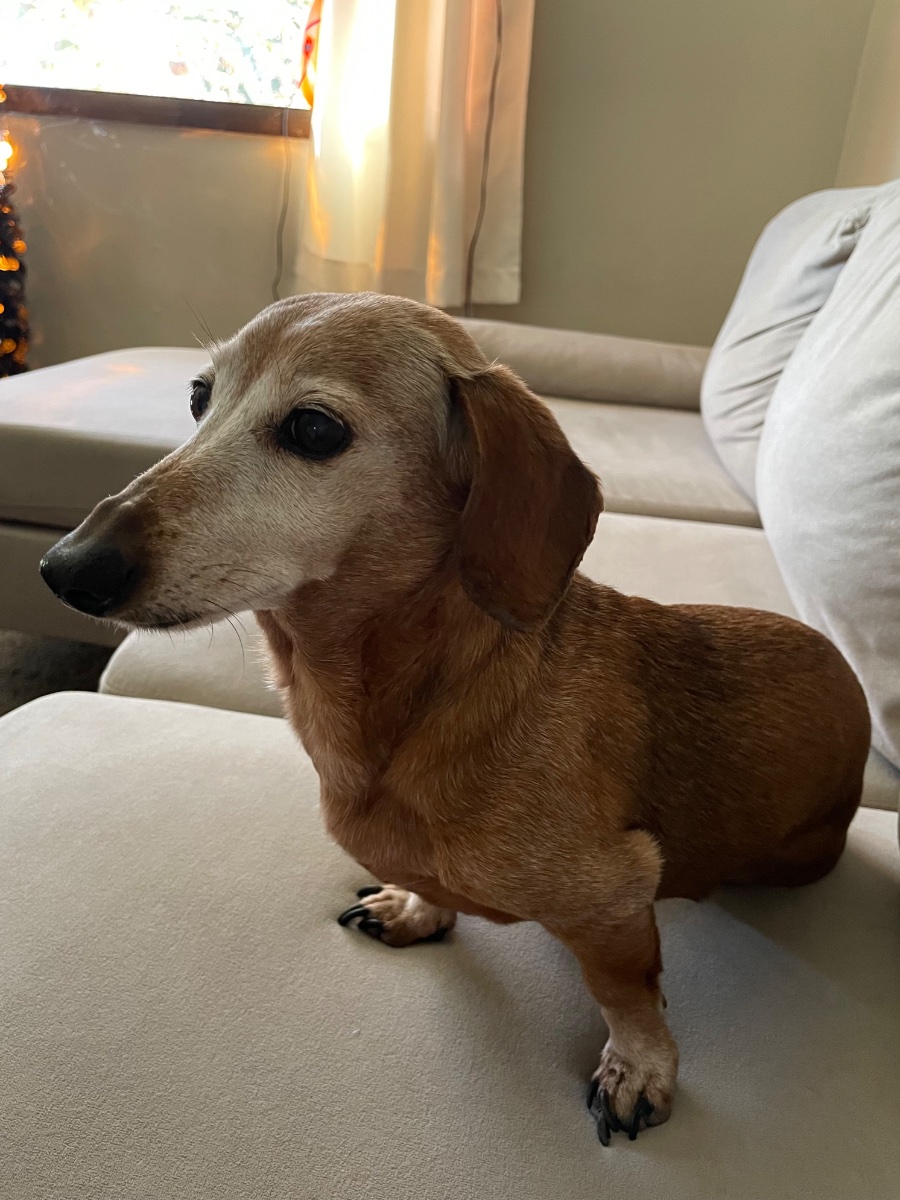 Solve Dolce jigsaw puzzle online with 30 pieces