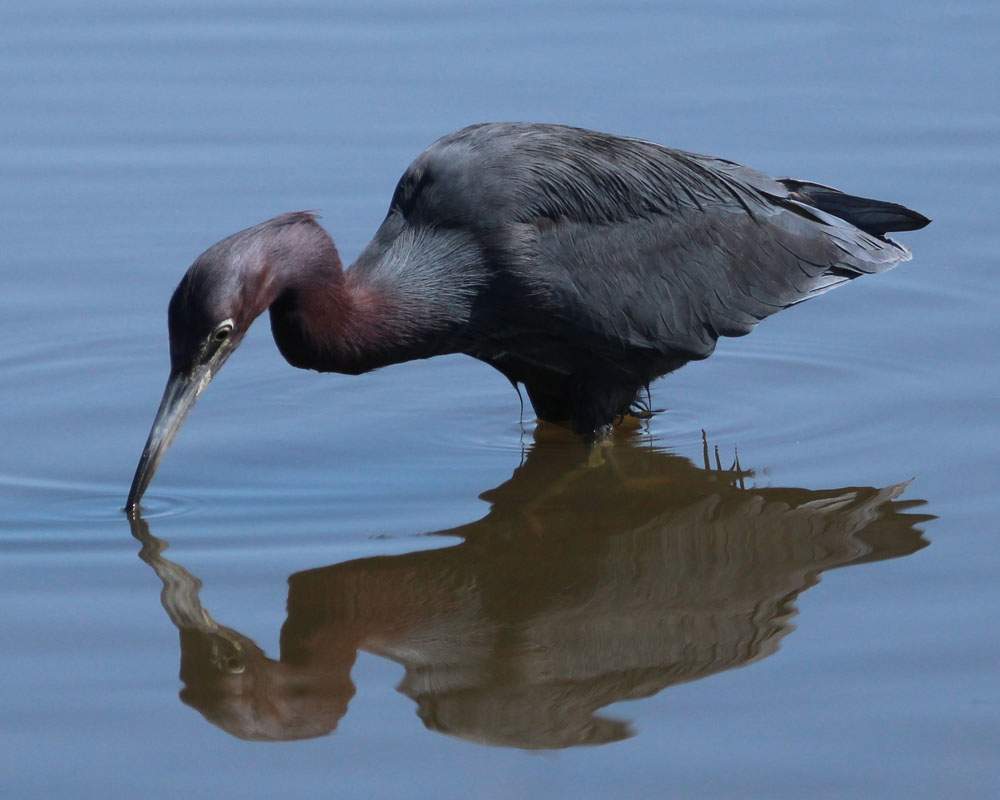 Solve Little Blue Heron, Famosa Slough, San Diego, California jigsaw ...