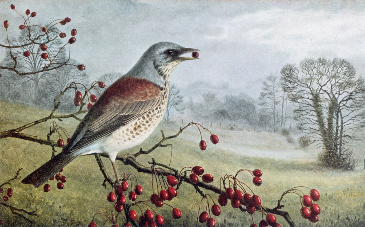 Solve Raymond Booth - Fieldfare jigsaw puzzle online with 126 pieces