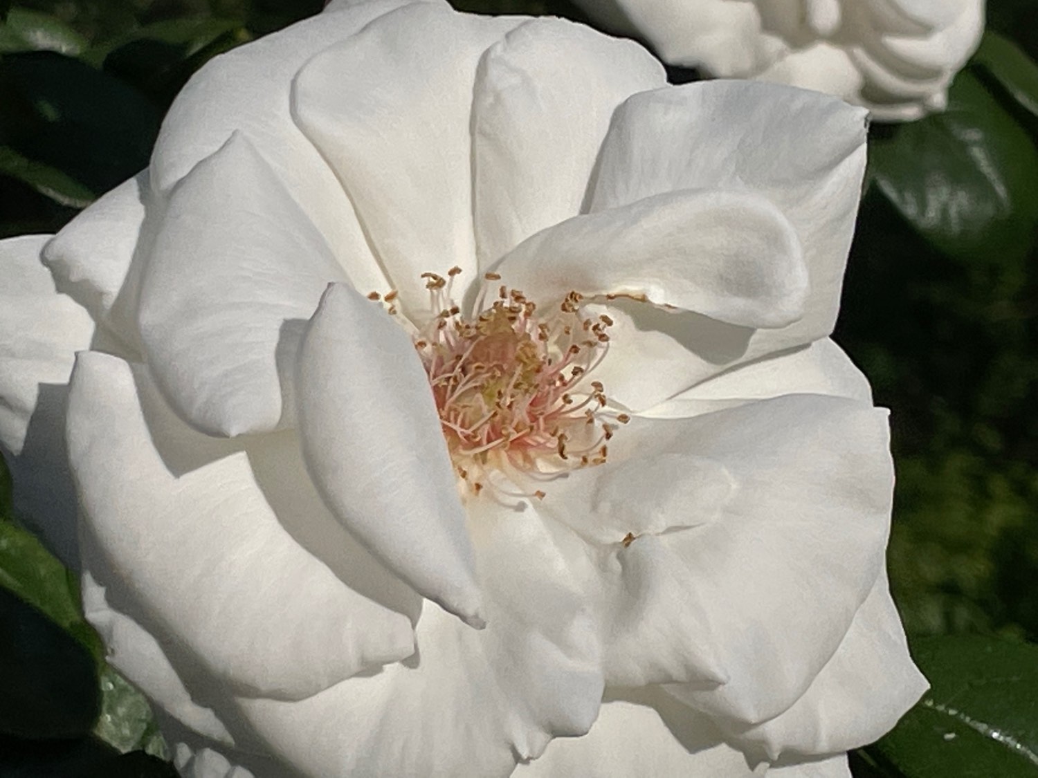 Solve Roses jigsaw puzzle online with 63 pieces