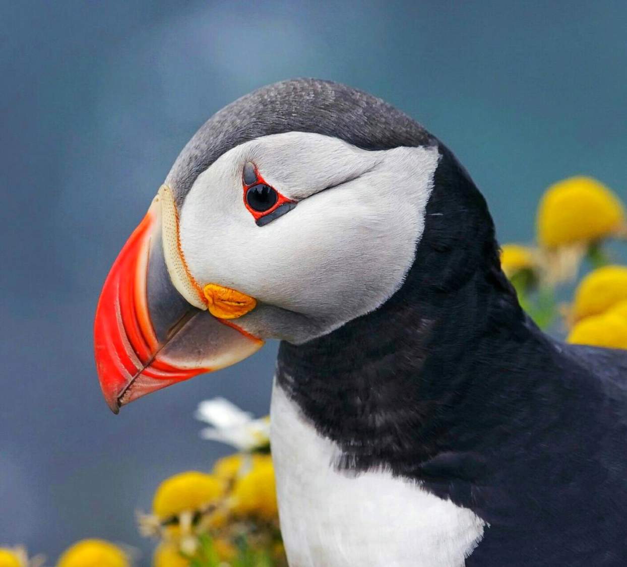 Solve Puffin jigsaw puzzle online with 90 pieces