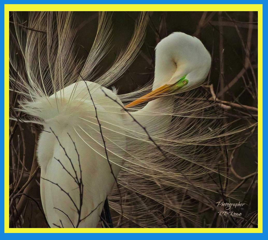 Solve Great Egret in breeding colors jigsaw puzzle online with 72 pieces