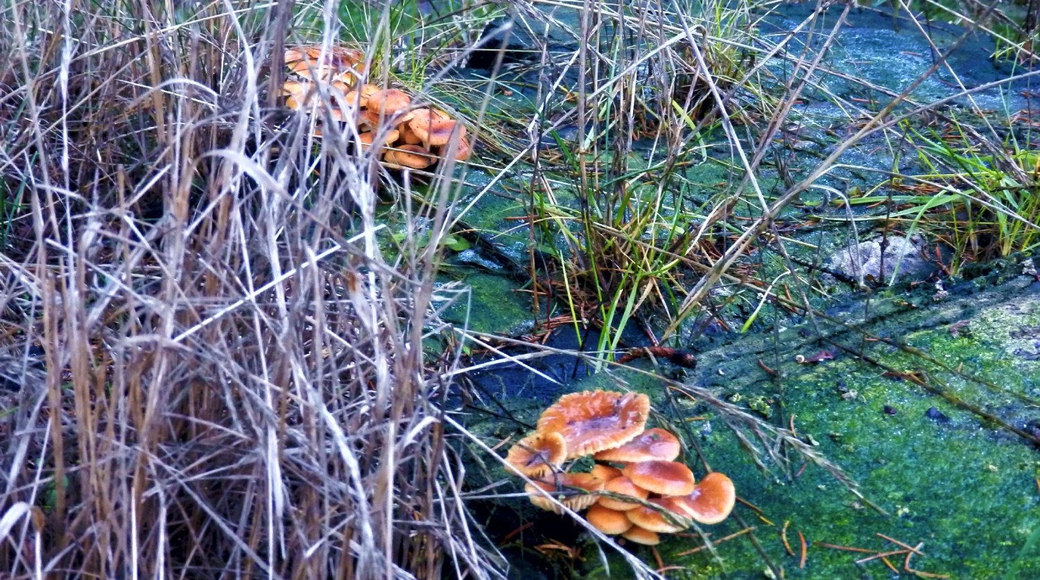 Solve Pařez - A tree stump jigsaw puzzle online with 15 pieces