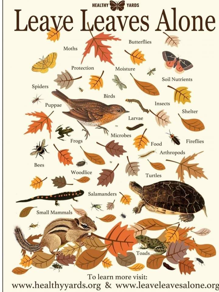 Solve Leave Leaves Alone jigsaw puzzle online with 35 pieces