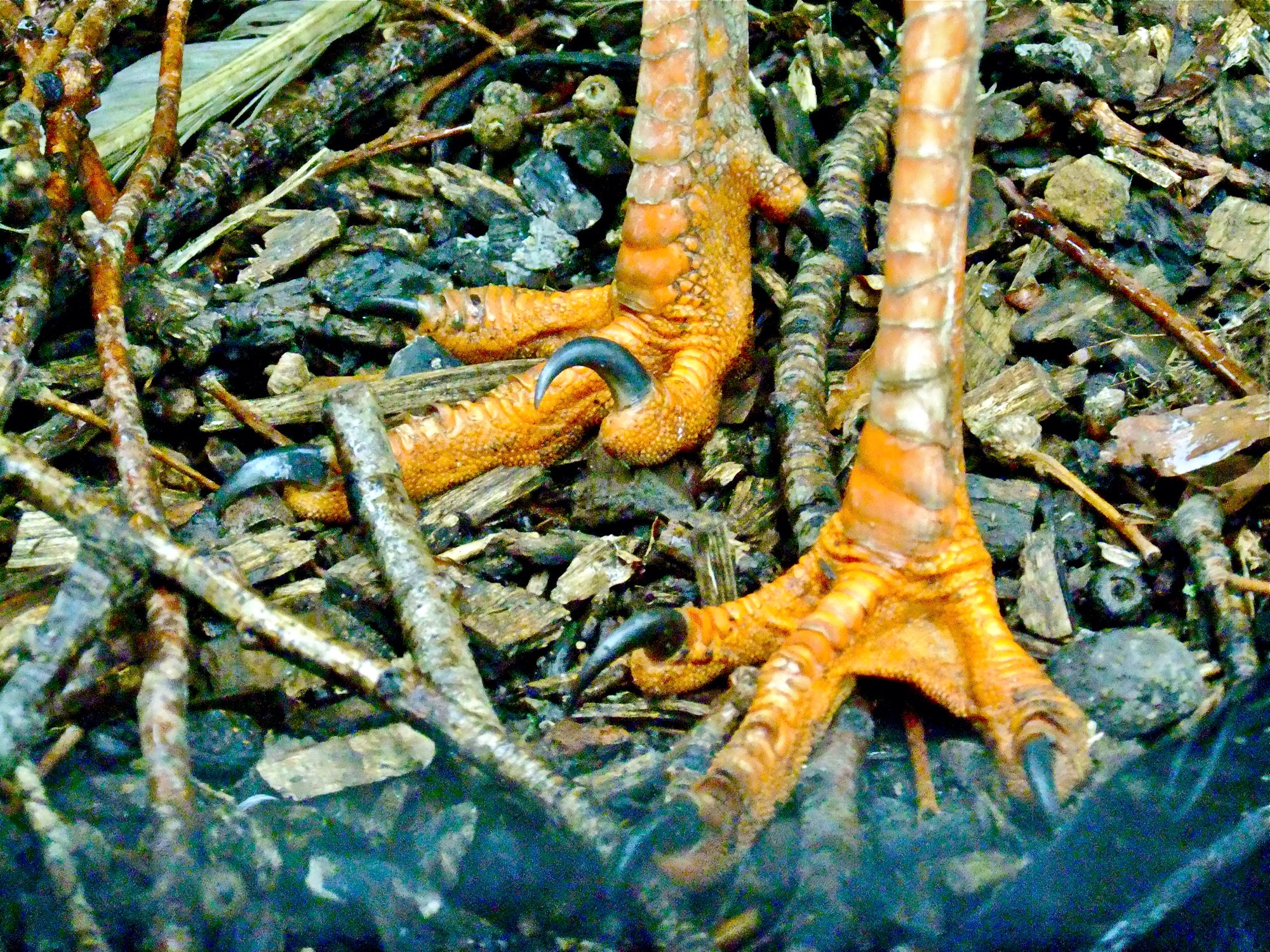 Solve Red-legged Seriema Feet jigsaw puzzle online with 99 pieces