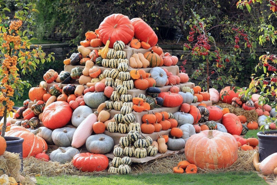 Solve Pumpkins and Gourds jigsaw puzzle online with 96 pieces