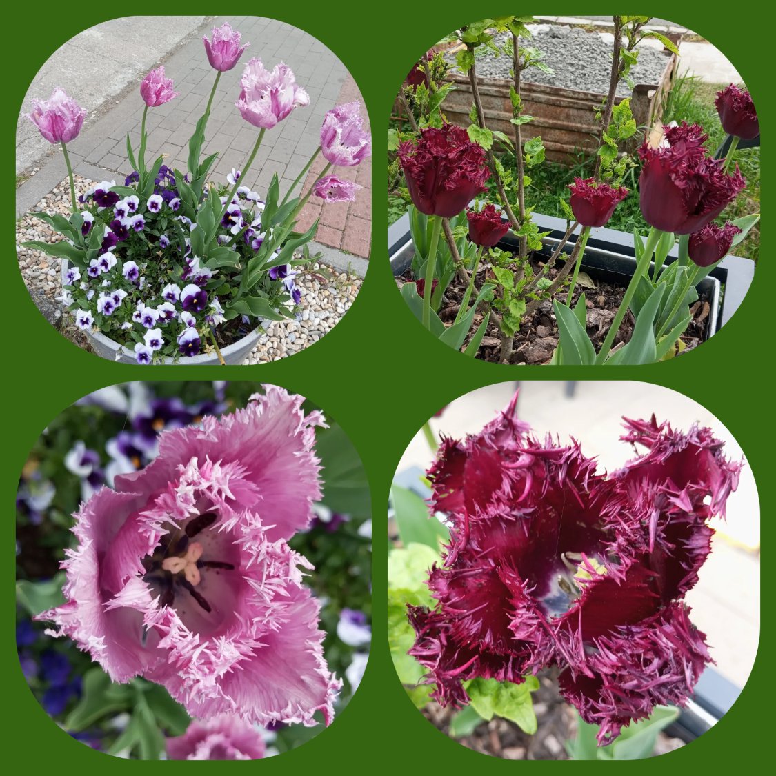 Jigsaw Puzzle | 9 pieces | 4.5.2025 - Tulipány u nemocnice / Tulips at ...