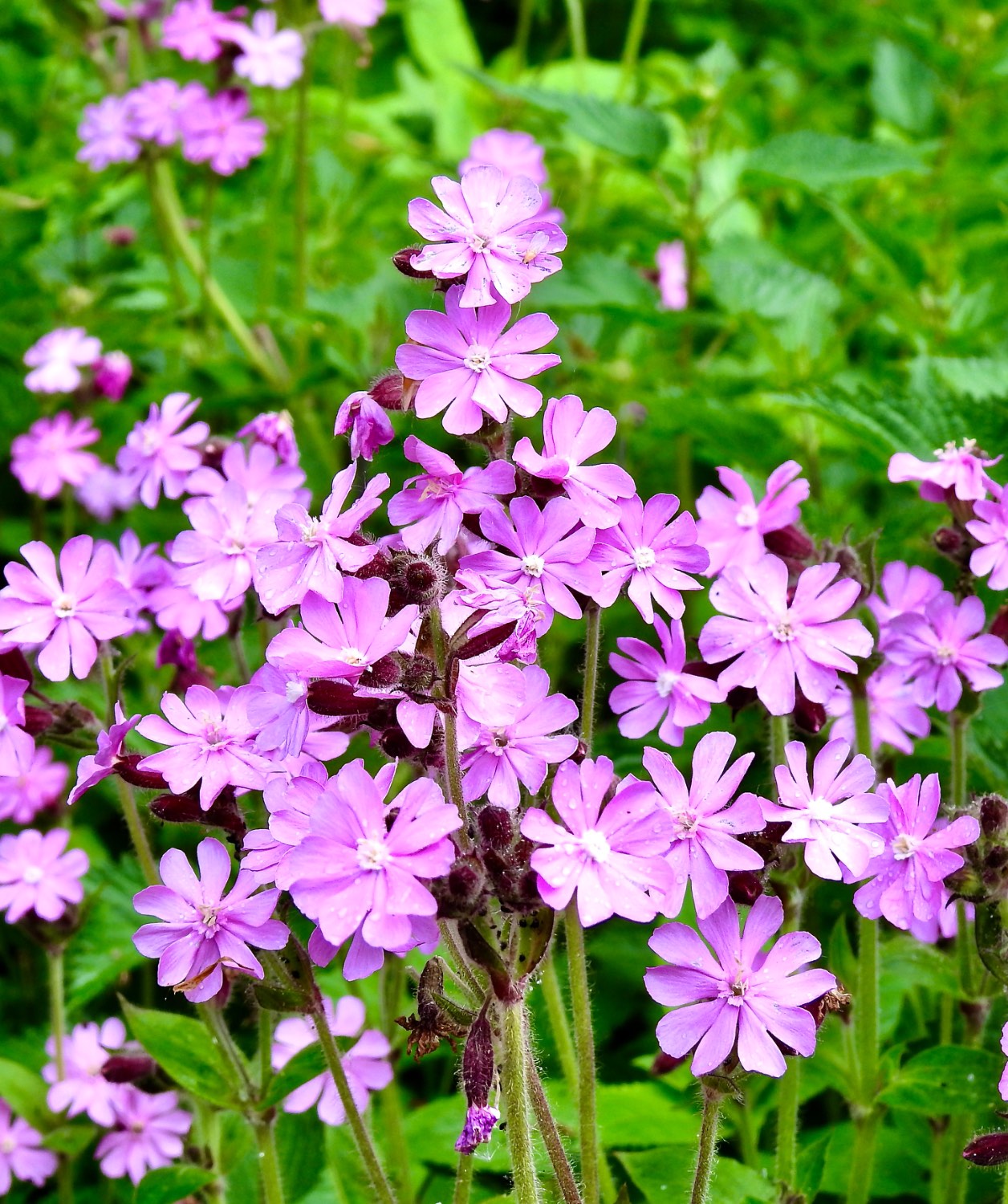 Jigsaw Puzzle | 99 pieces | Pink Campion. Roundhay Park. Leeds UK. | Jigidi