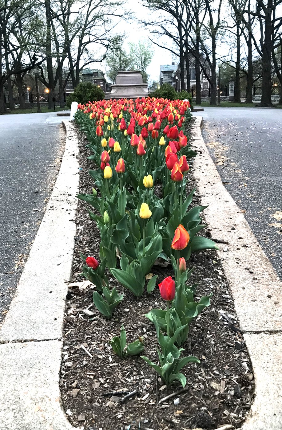 Solve Tower Grove Park, East End Tulip Bed jigsaw puzzle online with 35 ...