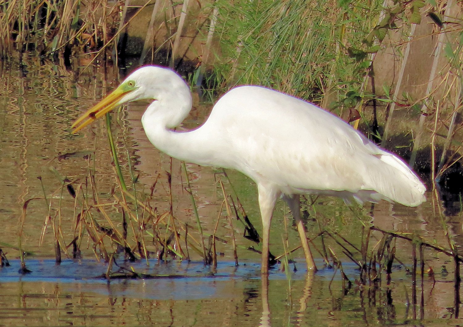 Solve great egret with snack (zilverreiger) jigsaw puzzle online with ...