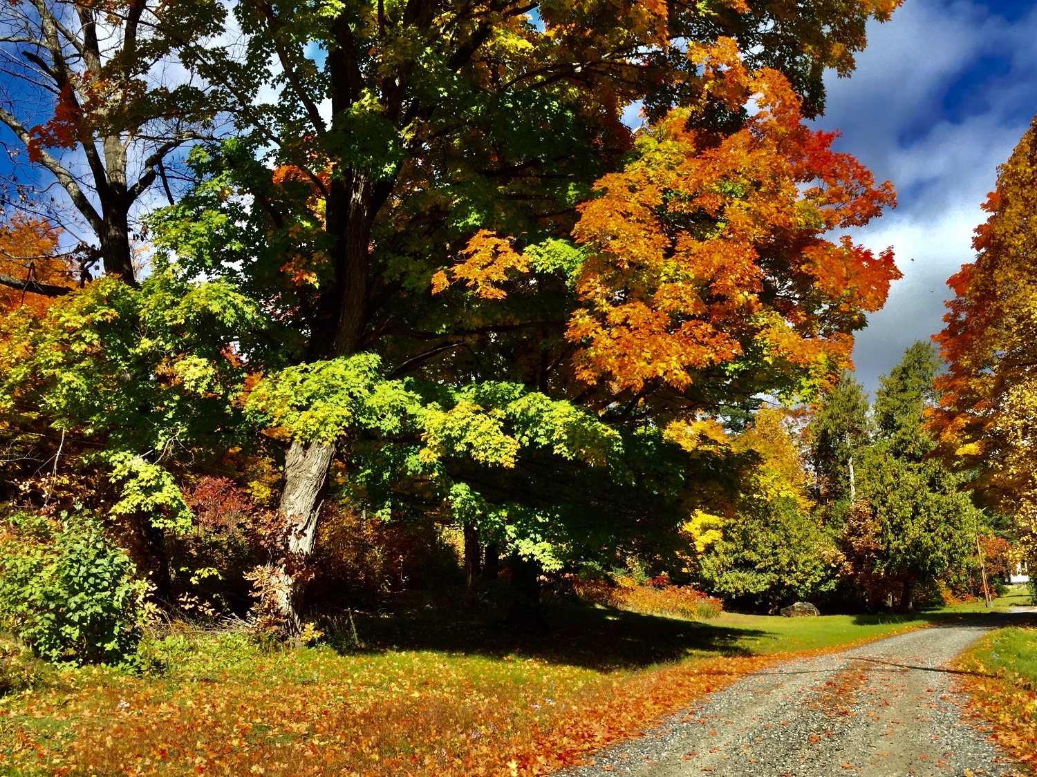 Solve Jack Frost has been busy this past week. jigsaw puzzle online ...