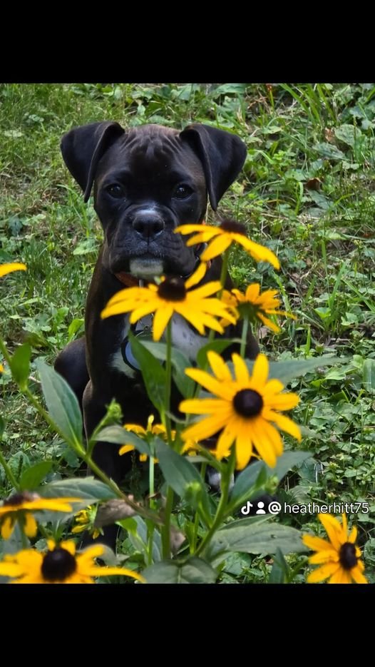 Solve My baby, Stumpy Jo jigsaw puzzle online with 120 pieces