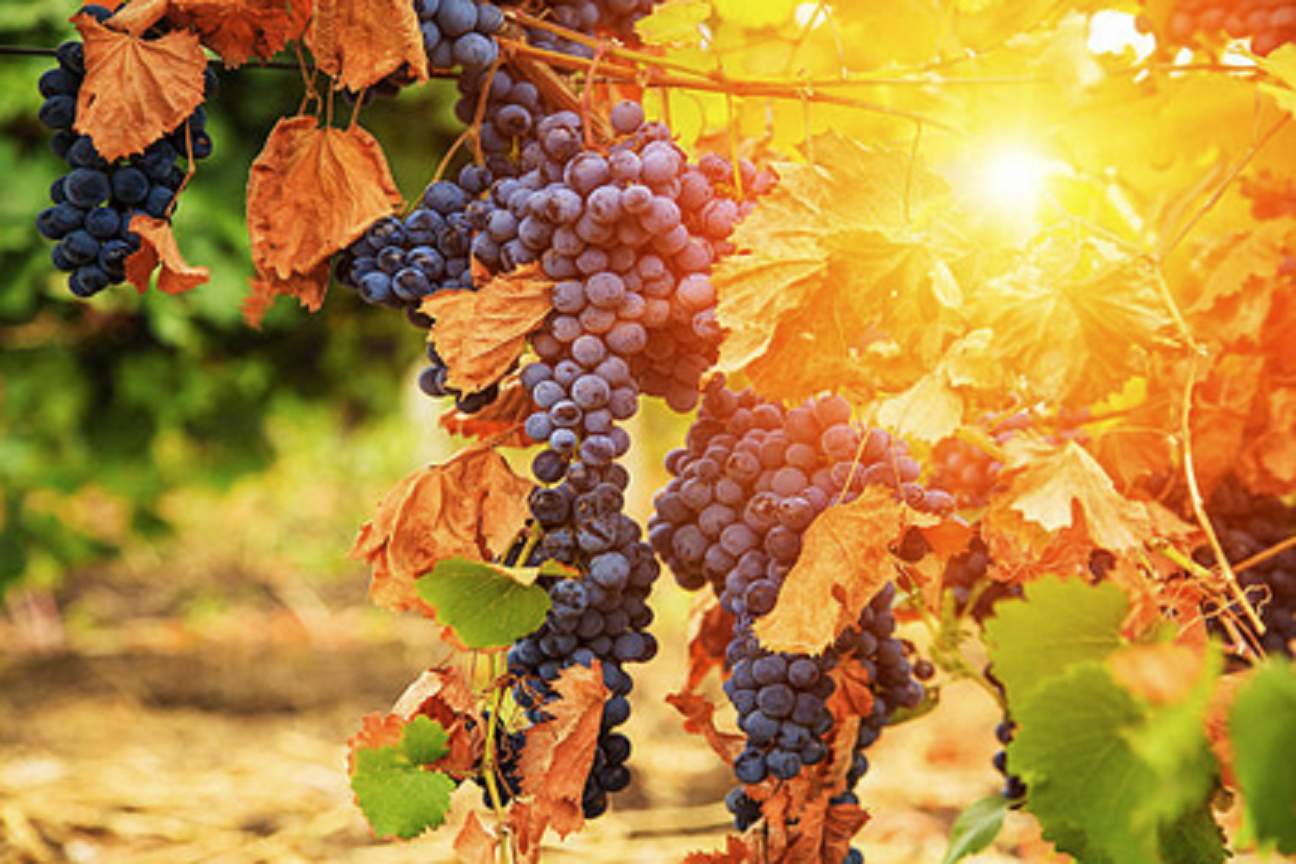 Solve Fruit of the vine jigsaw puzzle online with 35 pieces