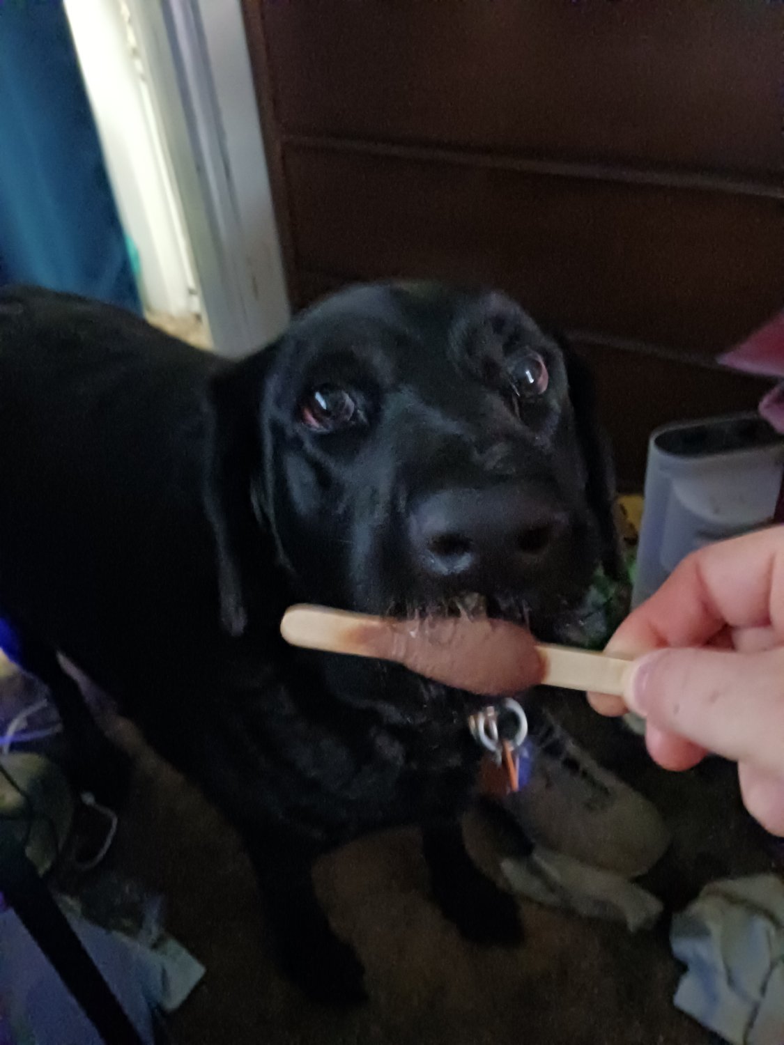 Solve Fudge Puppy 1 jigsaw puzzle online with 99 pieces