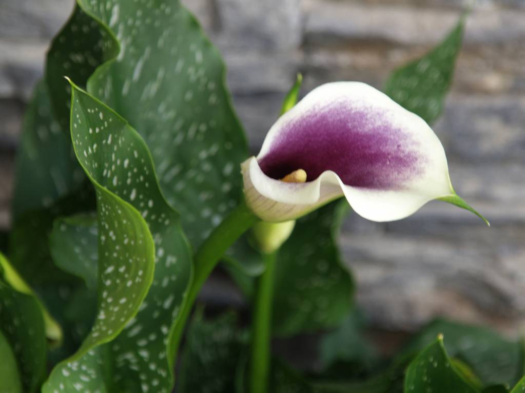 Solve Calla Lily from Calgary jigsaw puzzle online with 108 pieces Solve Calla Lily from Calgary jigsaw puzzle online with 108 pieces