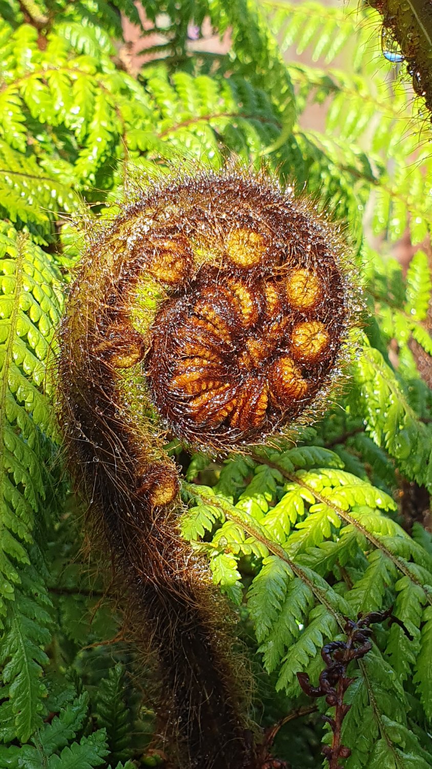 Solve Pikopiko (fern frond) jigsaw puzzle online with 91 pieces