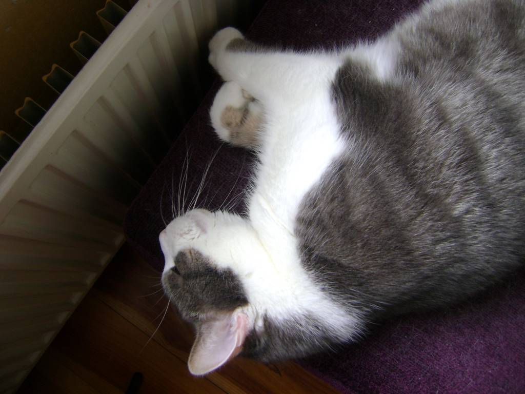 Solve Ash - if I stare at the radiator long enough, even SHE has to get ...