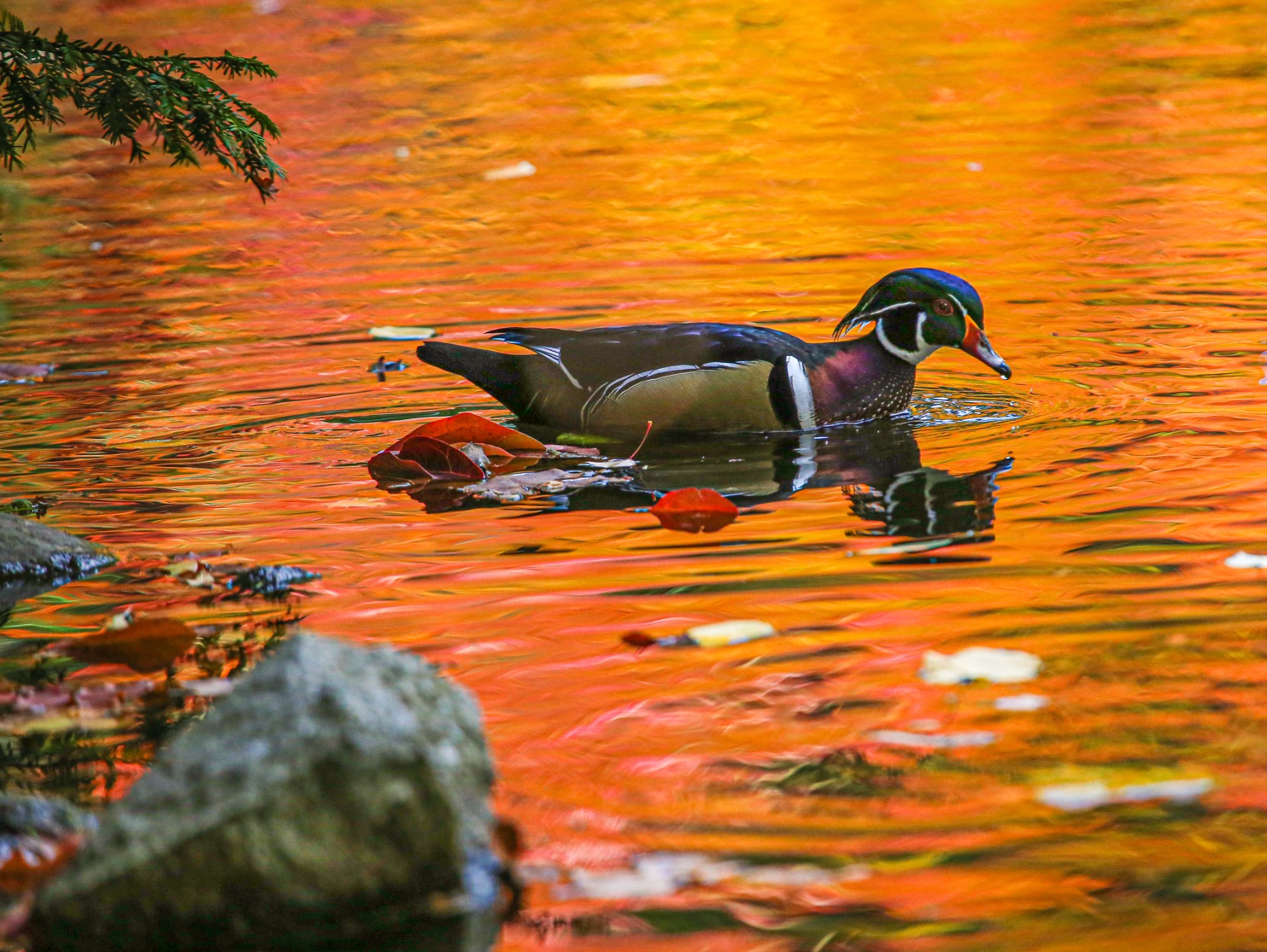 Solve A "DUCKY" FALL DAY jigsaw puzzle online with 80 pieces